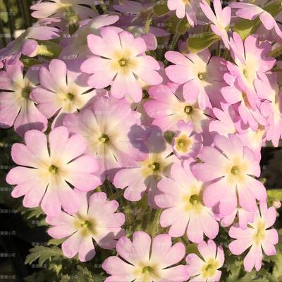 陕西羽叶报春耐寒多年生好养植物