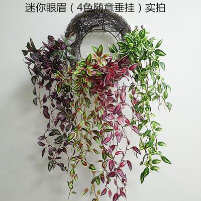 新品迷你眼眉垂挂吊兰绿植