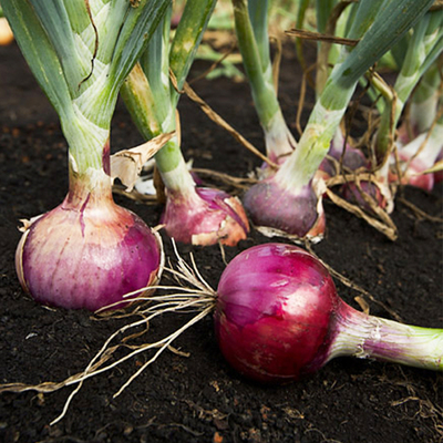 春秋精品红皮洋葱种子/种籽/苗紫皮黄皮圆葱早熟高产四季特大蔬菜