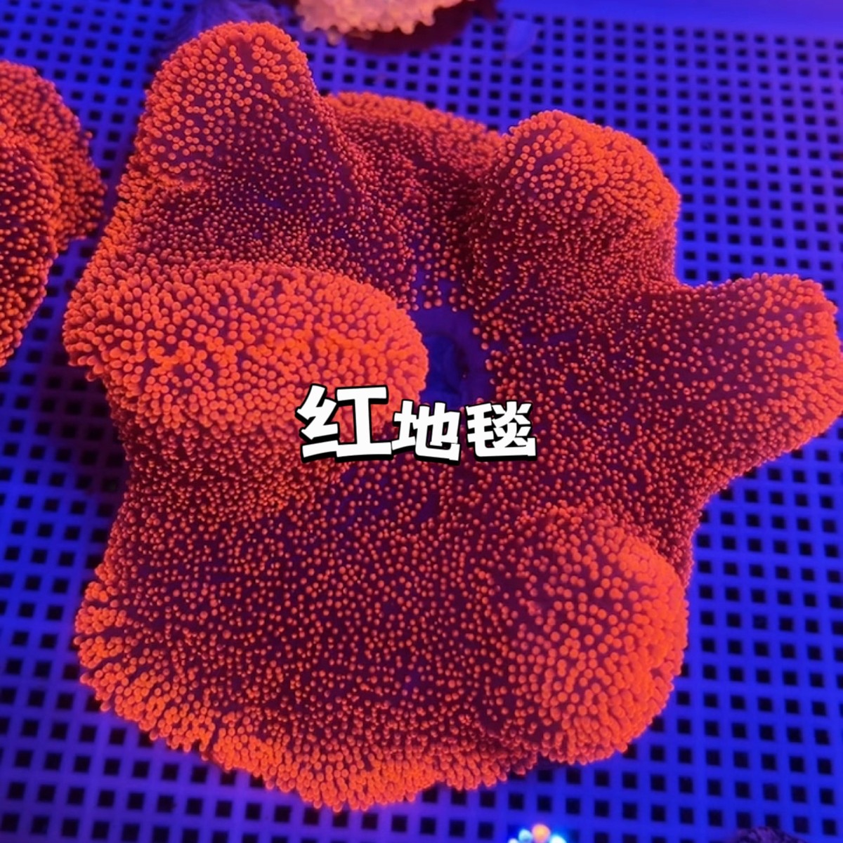 奶嘴海葵地毯荧光绿奶嘴红奶嘴紫点白海葵活体珊瑚小丑鱼共生海葵