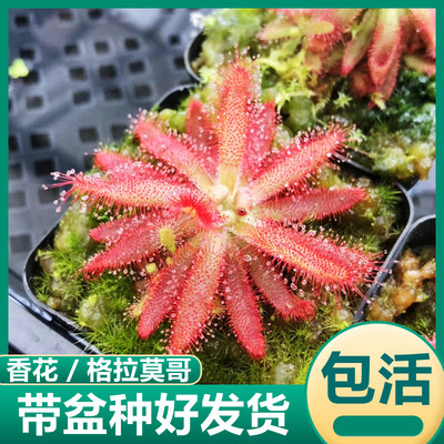 香花/格拉莫哥茅膏菜食虫草吃虫子驱虫草驱蚊食虫植物粘液捕虫草