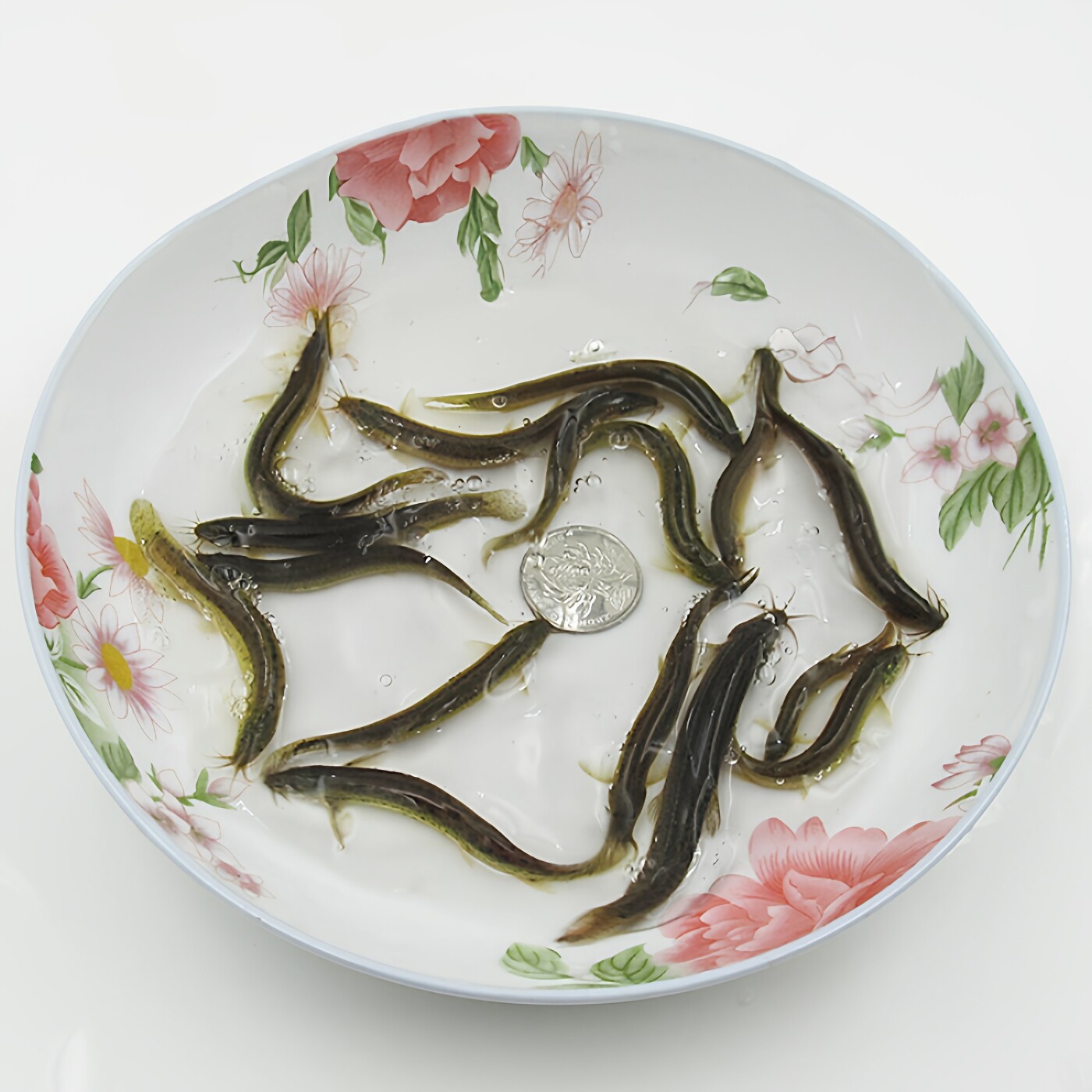 小泥鳅鲜活 台湾泥鳅苗鲜活青鳅圆泥鳅黄鳅鱼泥鳅 钓翘嘴鲈鱼活饵