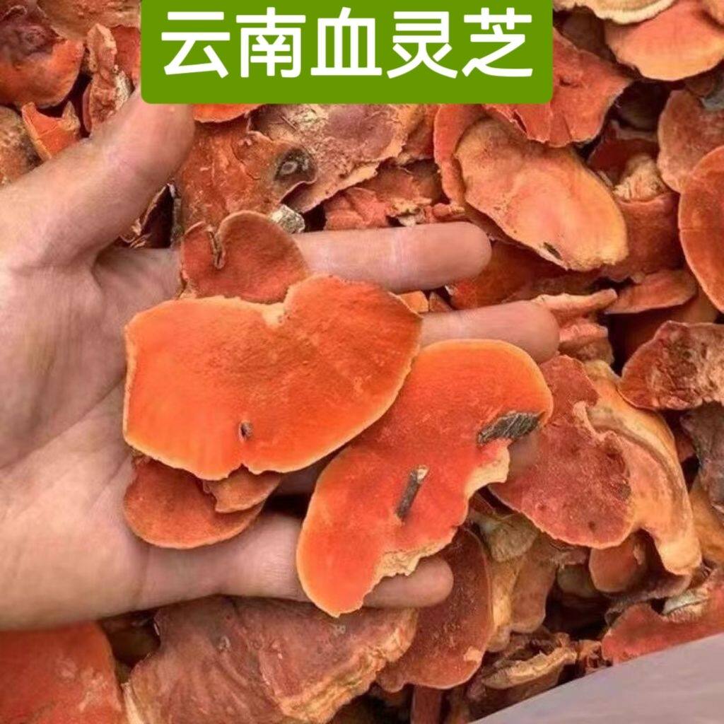 【血灵芝】云南高海拔血灵芝大山血林芝