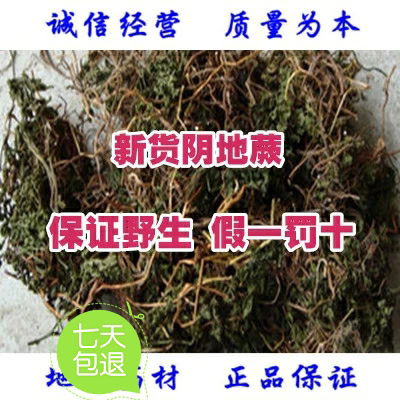 阴地蕨小春花一朵云独脚金鸡 阴地厥