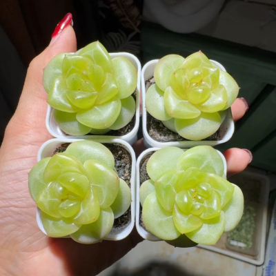 杨桃珍妮主图宝儿母本定繁