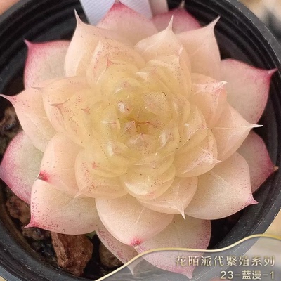 花陌派代繁殖麦秆湘江23-1