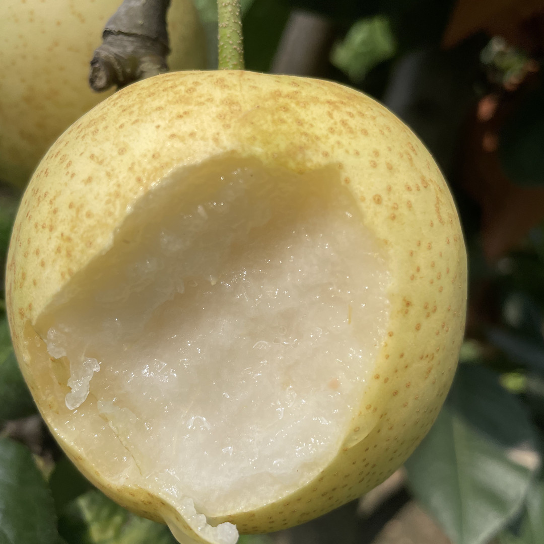 【京东可选 蒙阴头茬苹果梨】现摘现发细腻甜蜜5斤新鲜水果代发