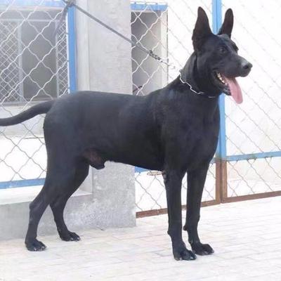 精品黑狼犬幼犬活体大型看家护院黑狼犬纯黑色大骨架黑狼幼犬狗狗