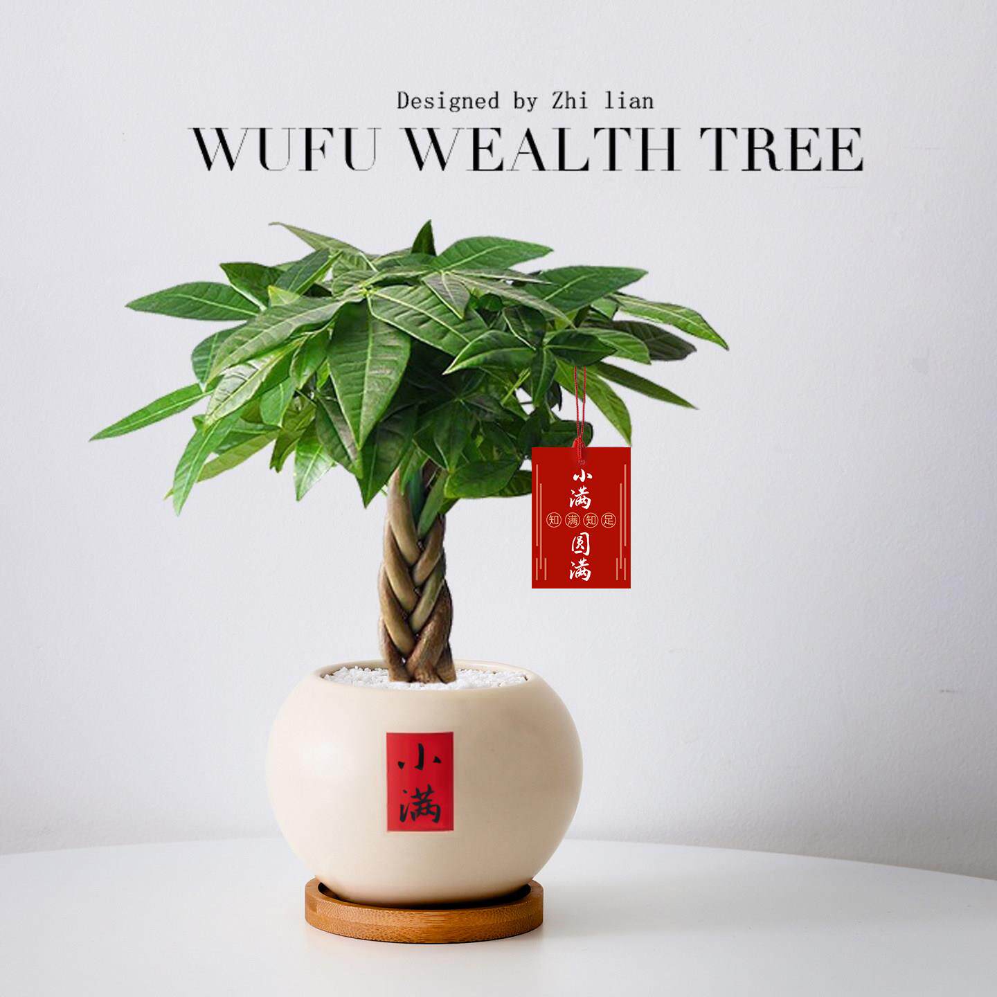 发财树小盆栽植物办公室内桌面客厅公司中式招财四季好养绿植盆景