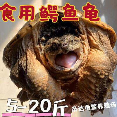 鳄鱼龟鳄龟活物大鳄龟食用鳄龟人工养殖可以吃的鳄龟特大北美鳄龟