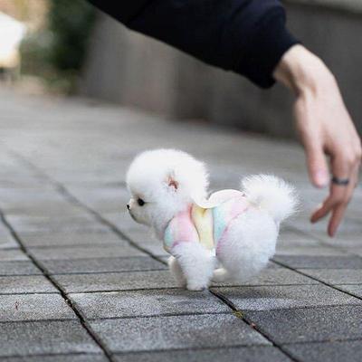 博美幼犬小狗家养小型犬黄色茶杯犬宠物狗萌宠狗白色幼崽长不大狗