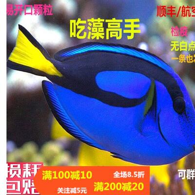 蓝吊粉蓝七彩吊篮海水鱼天狗吊海水观赏鱼金毛观赏鱼活体小丑鱼活