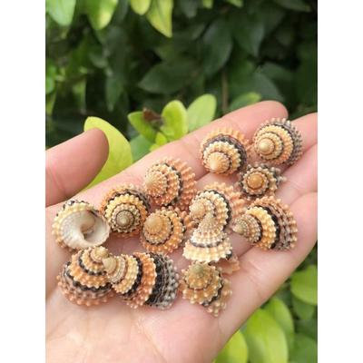 天然海螺壳金塔玉海螺鱼缸景观小豆丁蟹替代壳收集标本海螺寄居蟹