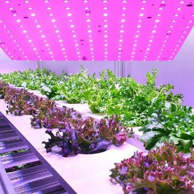 12W Square Full Spectrum Plant Light Red Blue LED Indoor