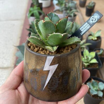 12潮流块根植物龙舌兰龟甲龙SRL花盆陶瓷NEIGHBORHOOD藤原浩