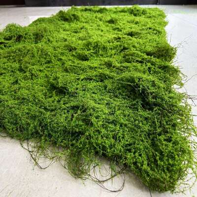 仿真苔藓青苔草山坪地毯草皮HGL淋缸植物假石头雨园林室内地面外