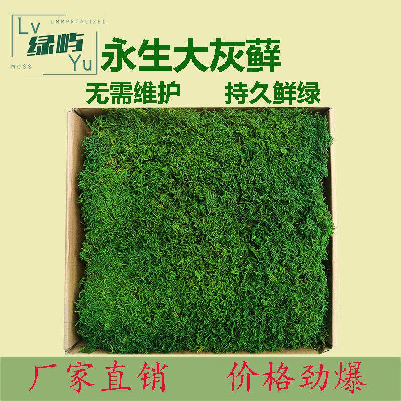 永生苔藓植物墙白发藓块真苔藓绿植墙干花背景墙青苔植物墙植被藓