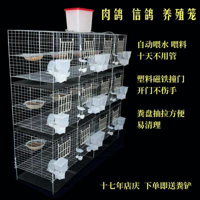 新品加粗肉鸽信鸽养殖笼配对笼12笼位自动喂 食喂水带拖粪盘塑料