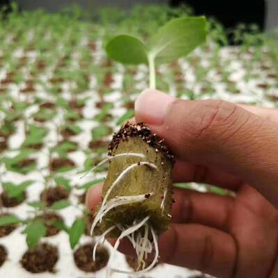 荷兰GRODAN农用岩棉介质塞 水培播种育苗无土栽培种植基质 配穴盘
