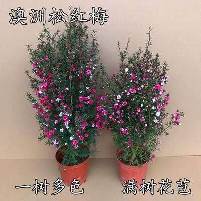 耐寒松红梅盆栽带花苞盆栽花卉植物室内阳台抗寒四季绿植植物好养
