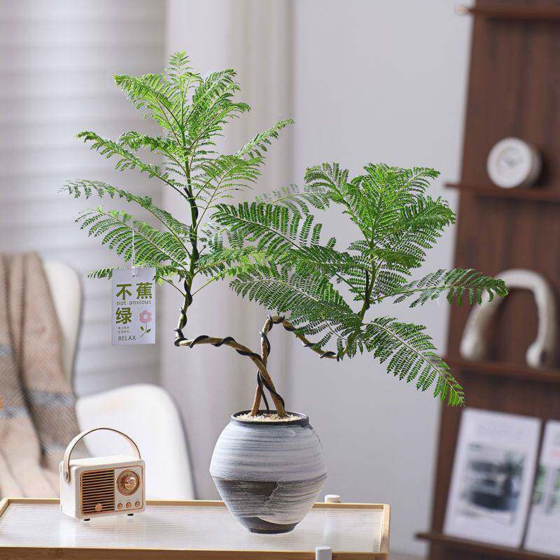 双株造型蓝色的花楹植物盆栽桌面办公室内客厅阳台好养绿植净化空