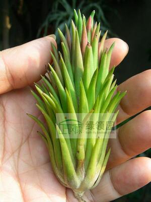 空气凤梨【展示】Tillandsia ionantha Apretado（大）