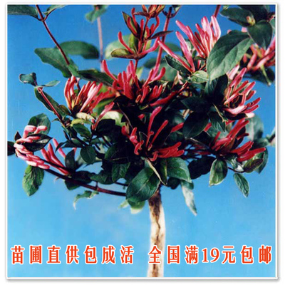 红色盆景阳台金银花苗