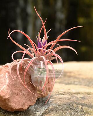 展示 空气凤梨 Tillandsia Shrimp Cocktail 普鲁士犀角精灵