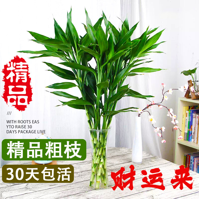富贵竹水培植物客厅招发财竹子节节高绿植盆栽花卉植物室内花水养
