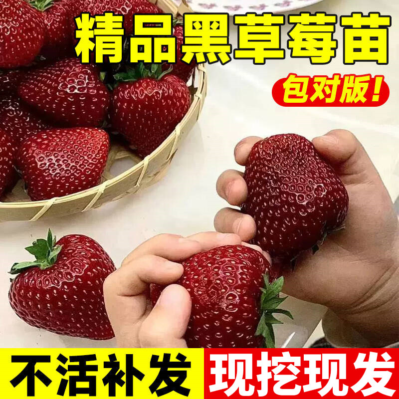 黑珍珠草莓苗秧裸根盆栽奶质油特大号优四季种子高产好养结果对版