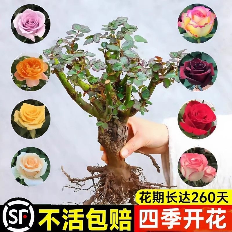 玫瑰花树苗老桩带花苞特大花卉绿植物盆栽阳台月季蔷薇四季开花