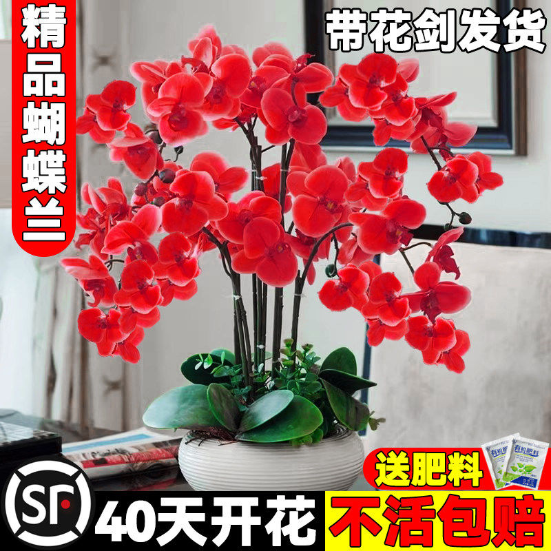 蝴蝶兰盆栽带花苞花苗带花剑兰花大苗客厅室内植物花卉四季好养活