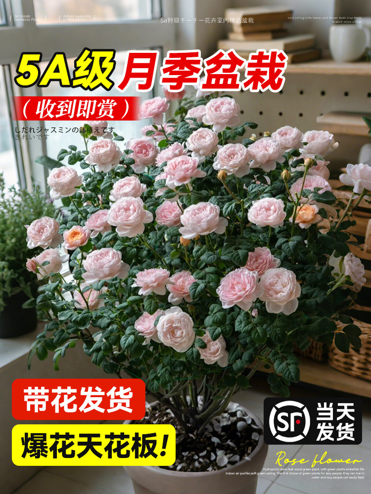 月季盆栽多头玫瑰特大苗带花果汁阳台室内好养阳台四季开花卉蔷薇