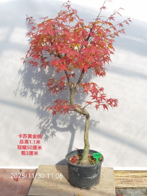 日本红枫桂金贵卡苏庭院阳台观叶