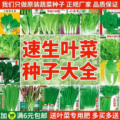 叶菜青菜快菜小白菜生菜