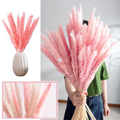 15 Pcs Natural Dried Small Pampas Grass Phragmites