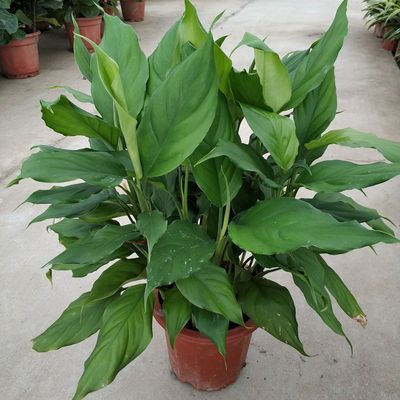 万年青客厅绿植净化空气大型花卉