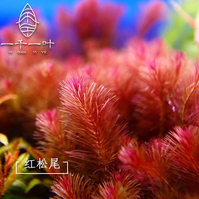 红松狐尾草鱼缸淡水高草简单易活