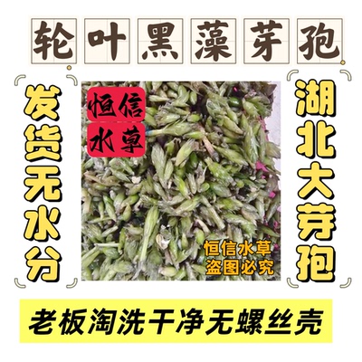轮叶芽孢草芽鱼塘淡水小龙虾养殖