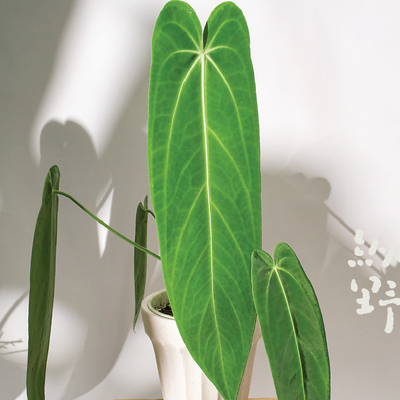 纵野 / 翡翠后x火鹤后花烛 天南星科热植室内趣味盆栽好养