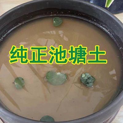 荷塘泥碗莲专用土睡莲专用泥铜钱草土壤池塘养龟河泥荷花淤泥塘泥