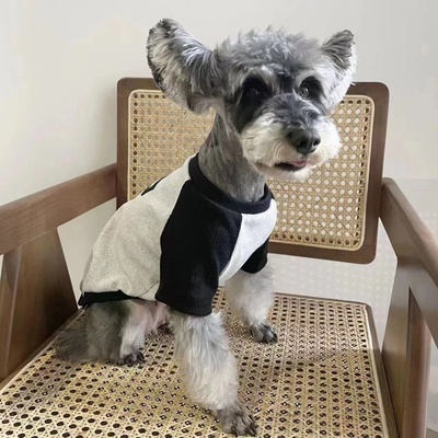 泰迪马尔济斯拼接潮牌休闲防掉毛