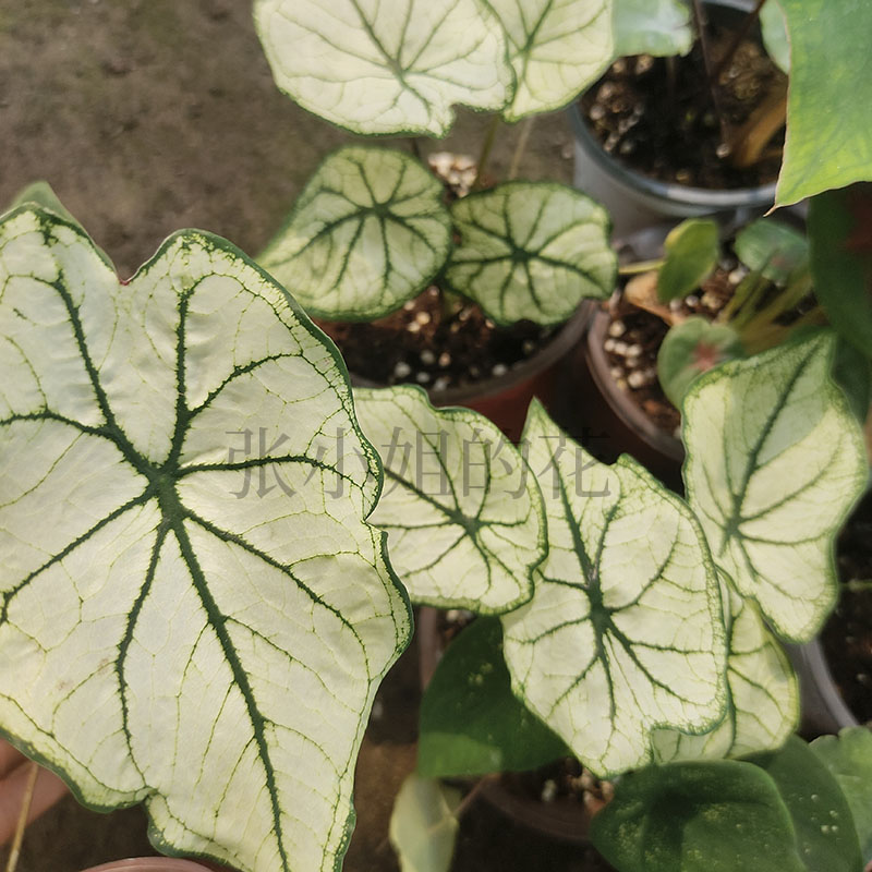 网红彩叶芋耐热盆栽室内阳台客厅绿植物花园耐半阴花卉多年生观叶