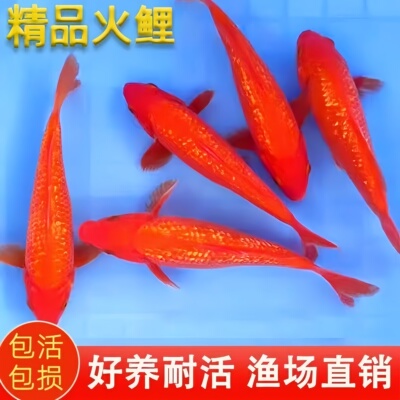 闪麟火鲤鳞片端庄大气新手好养