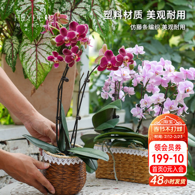 海蒂的花园 塑料仿藤编花篮蝴蝶兰长寿花绿萝创意园艺装饰套盆