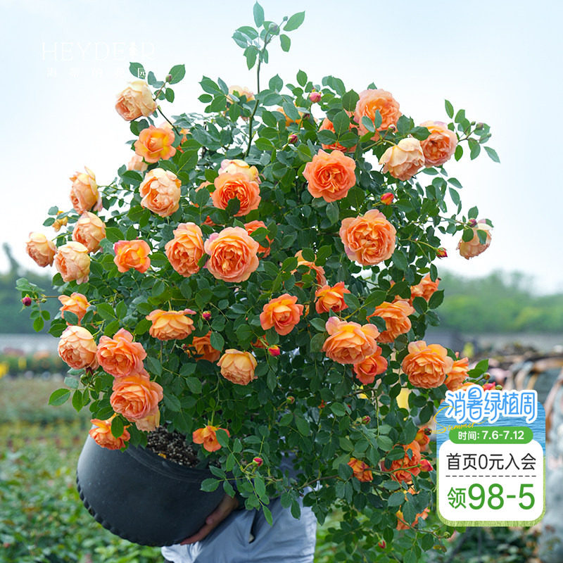 海蒂的花园月季花苗玫瑰花树苗木本花卉盆栽秋冬耐寒阳台庭院植物