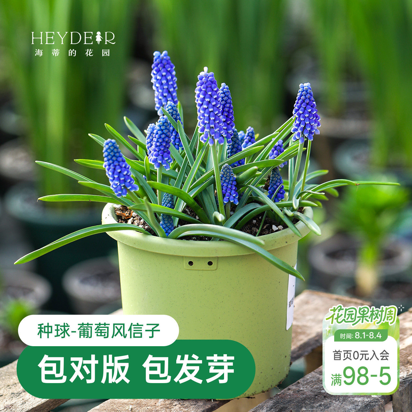 海蒂的花园葡萄风信子种球花卉多年生盆栽植物好养易复花球根裸球