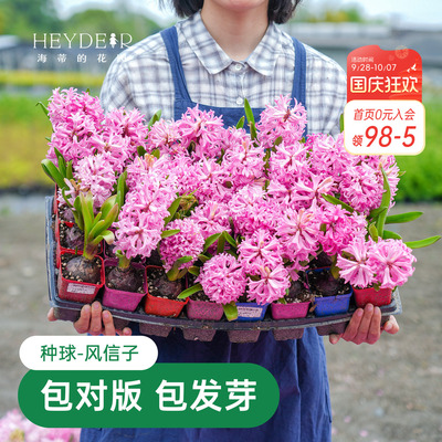 海蒂的花园风信子种球阳台水培盆栽地栽球根花卉植物庭院花园海妈