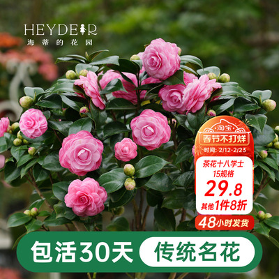 海蒂的花园茶花盆栽好养花卉庭院