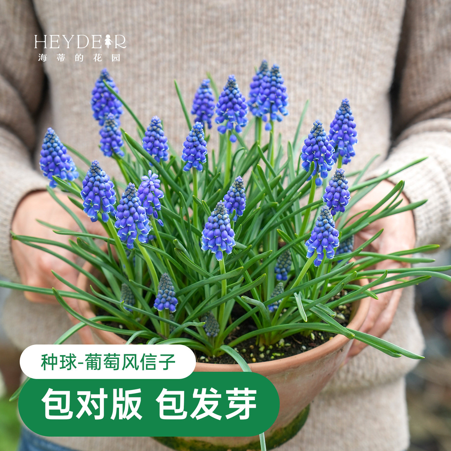 海蒂的花园葡萄风信子种球花卉多年生盆栽植物好养易复花球根裸球